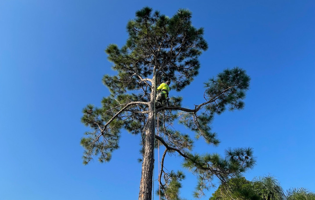 Barrs Tree Service LLC